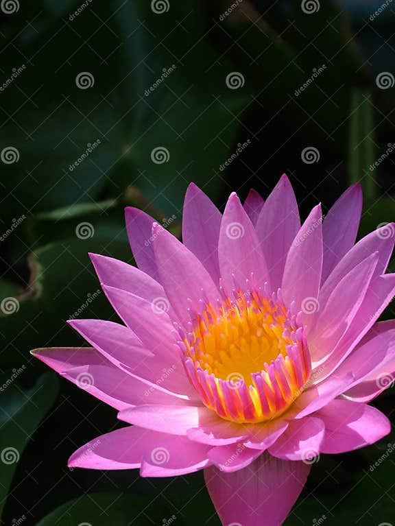 Lotus#1 stock image. Image of lotus, nature, pond, garden - 218689