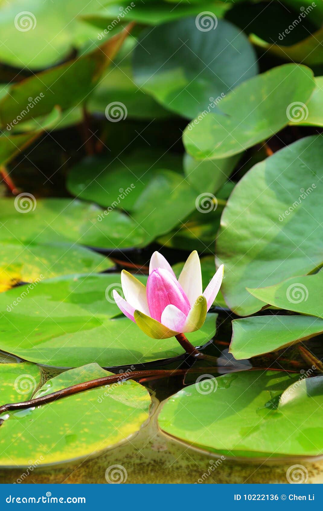Lotus stock photo. Image of nature, chinese, asian, beautiful - 10222136