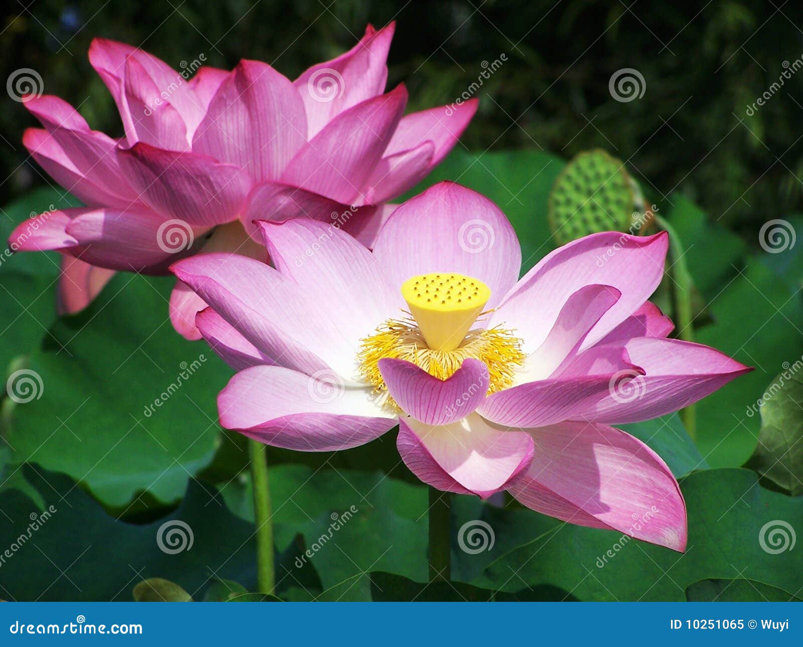LOTUS stock image. Image of gardens, lotus, asia, beautiful - 10251065