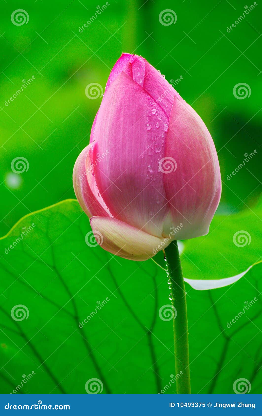Lotus stock image. Image of flower, summer, grass, rain - 10493375