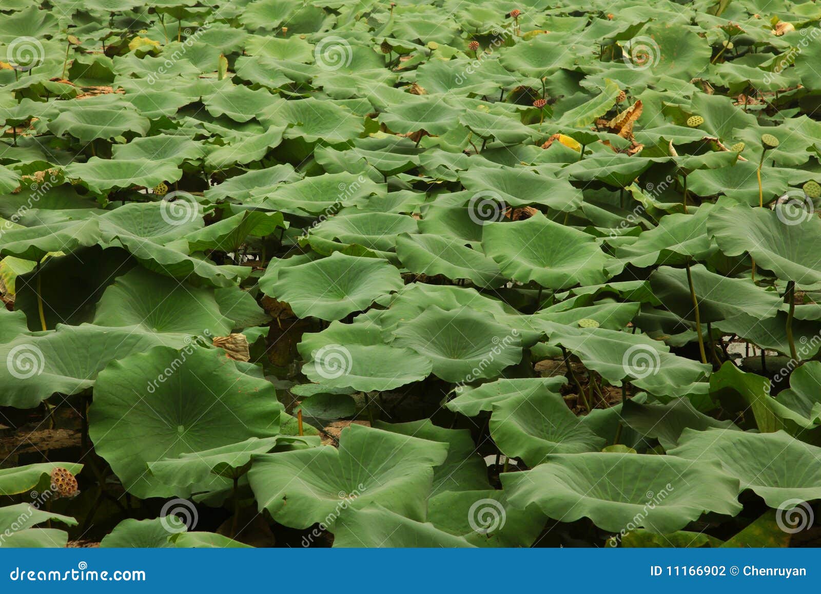 Lotus stock photo. Image of flower, drop, green, weed - 11166902