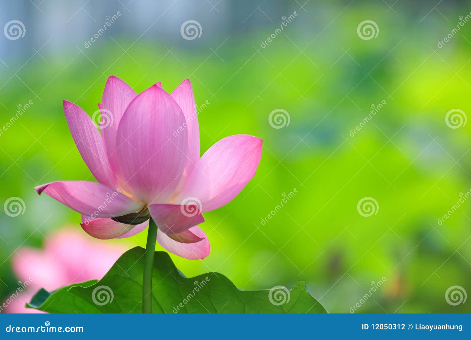 Lotus stock photo. Image of beautiful, isolated, daylight - 12050312
