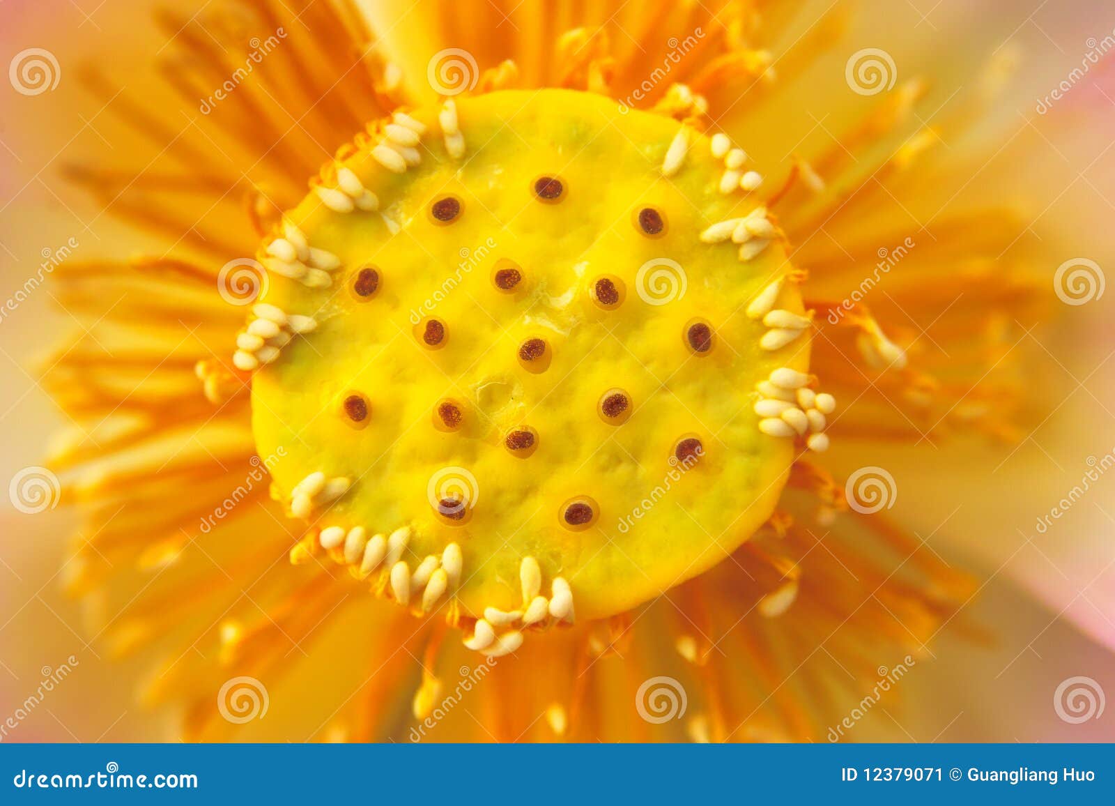 Lotus stock image. Image of orange, plant, pistil, lotus - 12379071