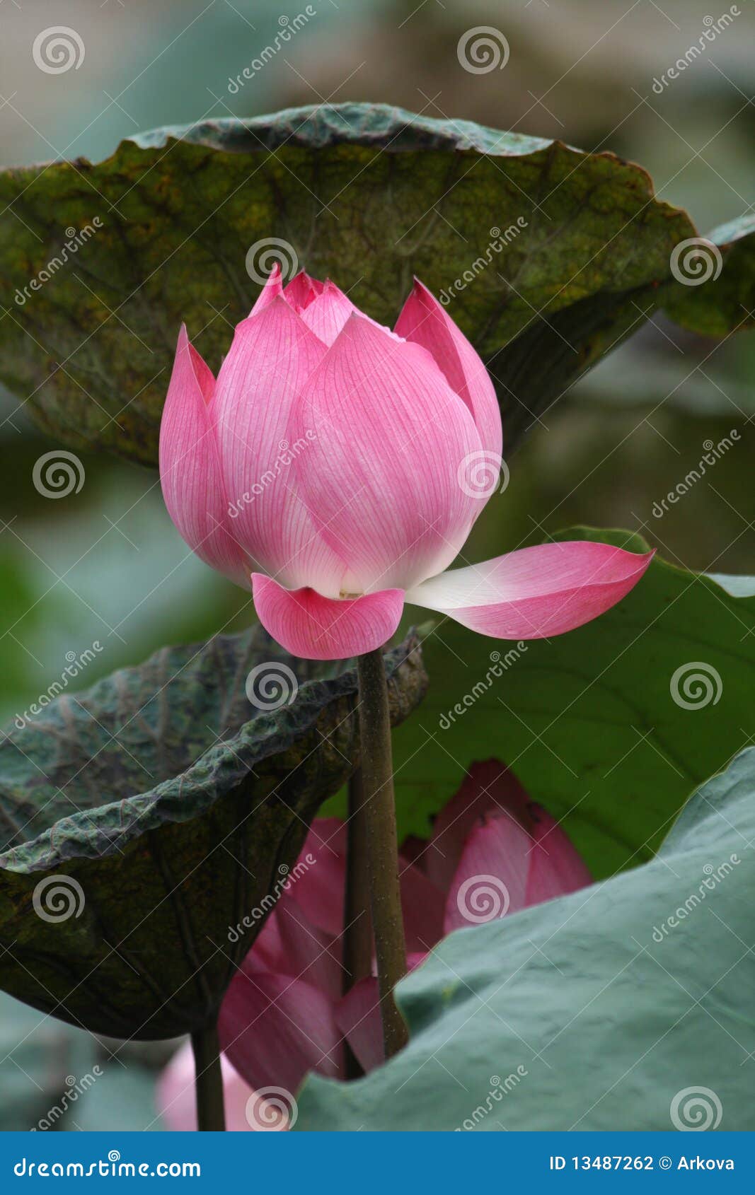 Lotus stock photo. Image of bead, drop, close, bloom - 13487262