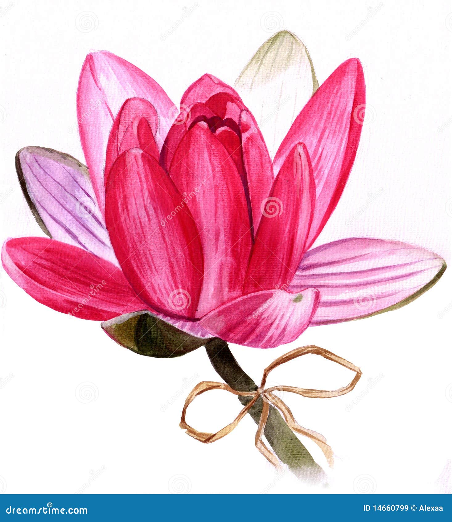 Lotus stock illustration. Illustration of design, abstract - 14660799