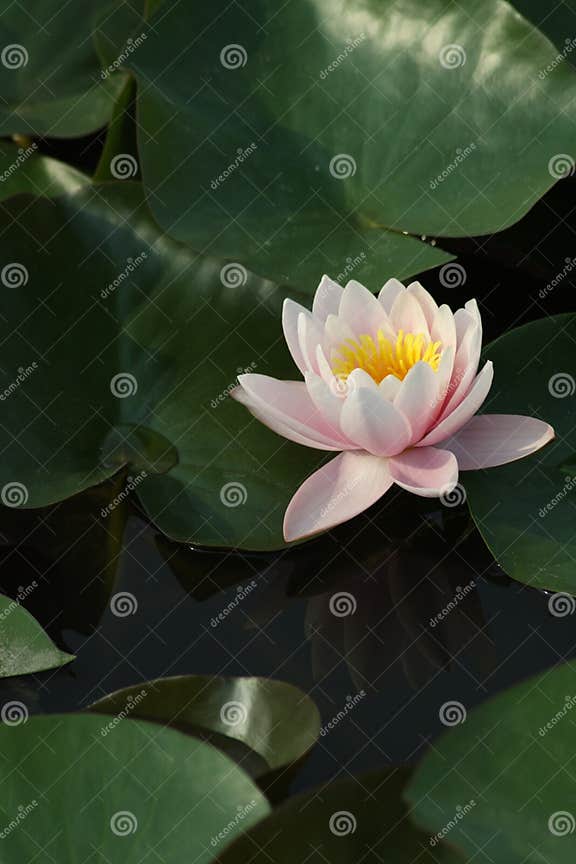 Lotus stock photo. Image of single, pink, pollen, smile - 14761024