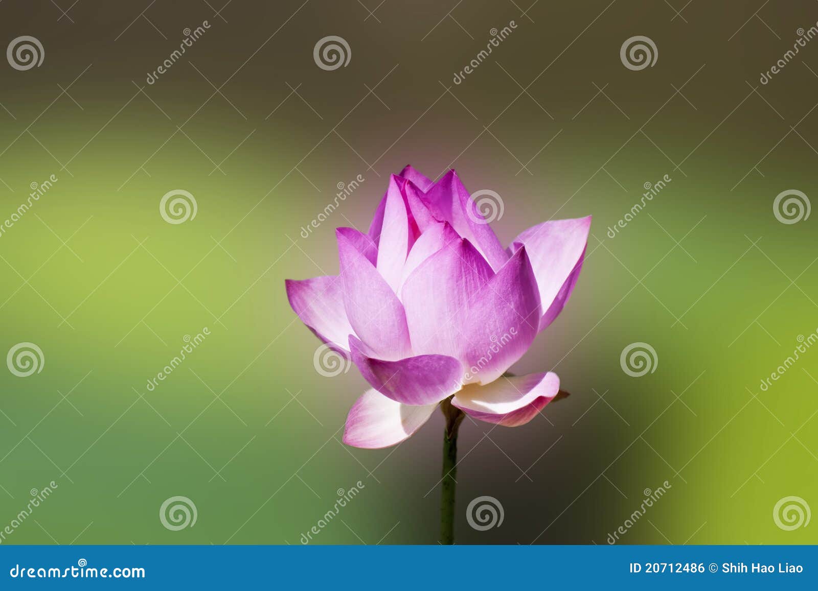 Lotus stock photo. Image of flowers, nature, life, floral - 20712486