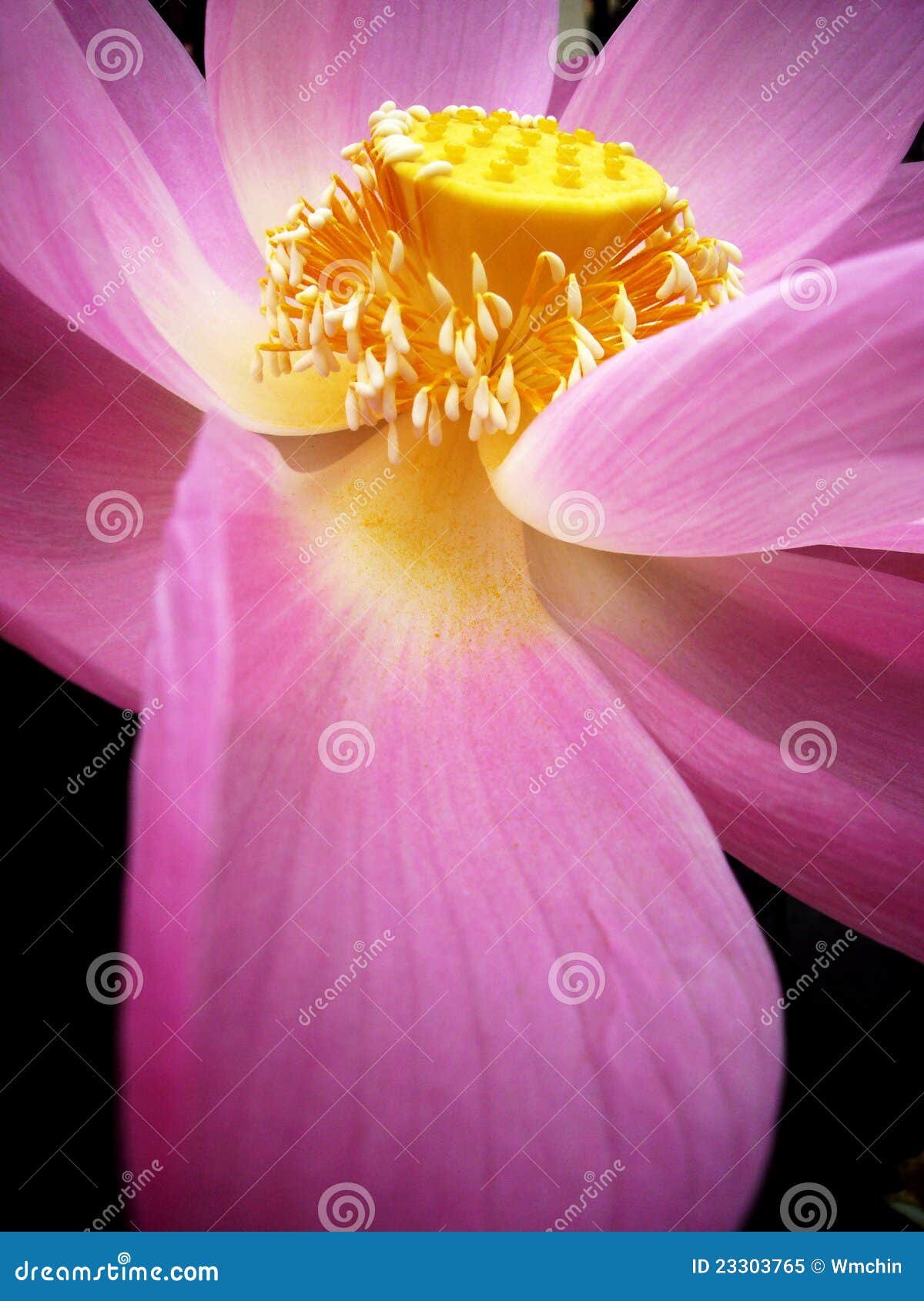 Lotus stock image. Image of beauty, colours, beautiful - 23303765