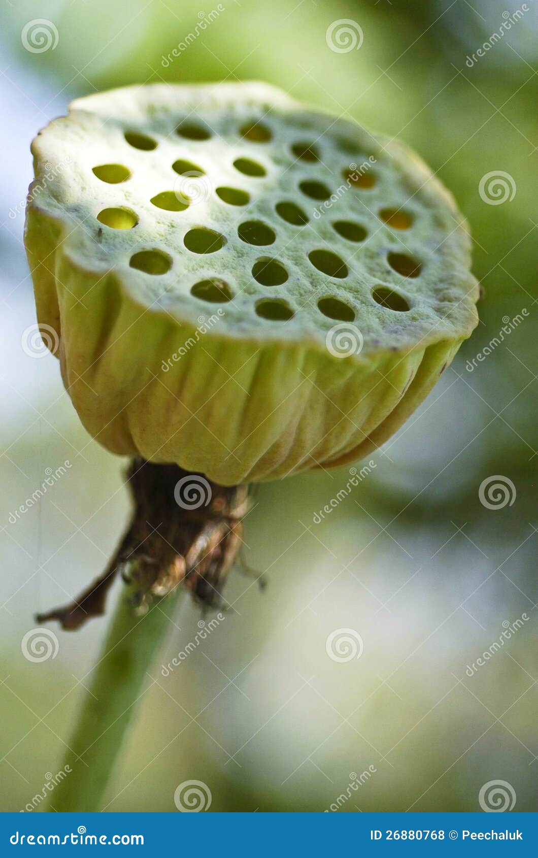 Lotus stock photo. Image of fall, sees, green, eaten - 26880768
