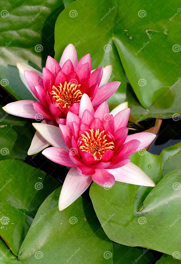 Lotus stock photo. Image of garden, flora, sunlight, nature - 2689386