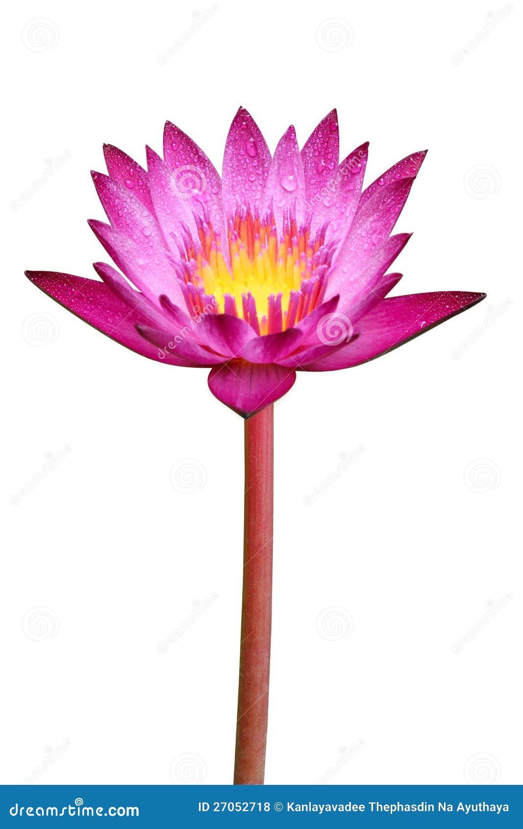 Lotus stock photo. Image of botany, isolate, blooming - 27052718