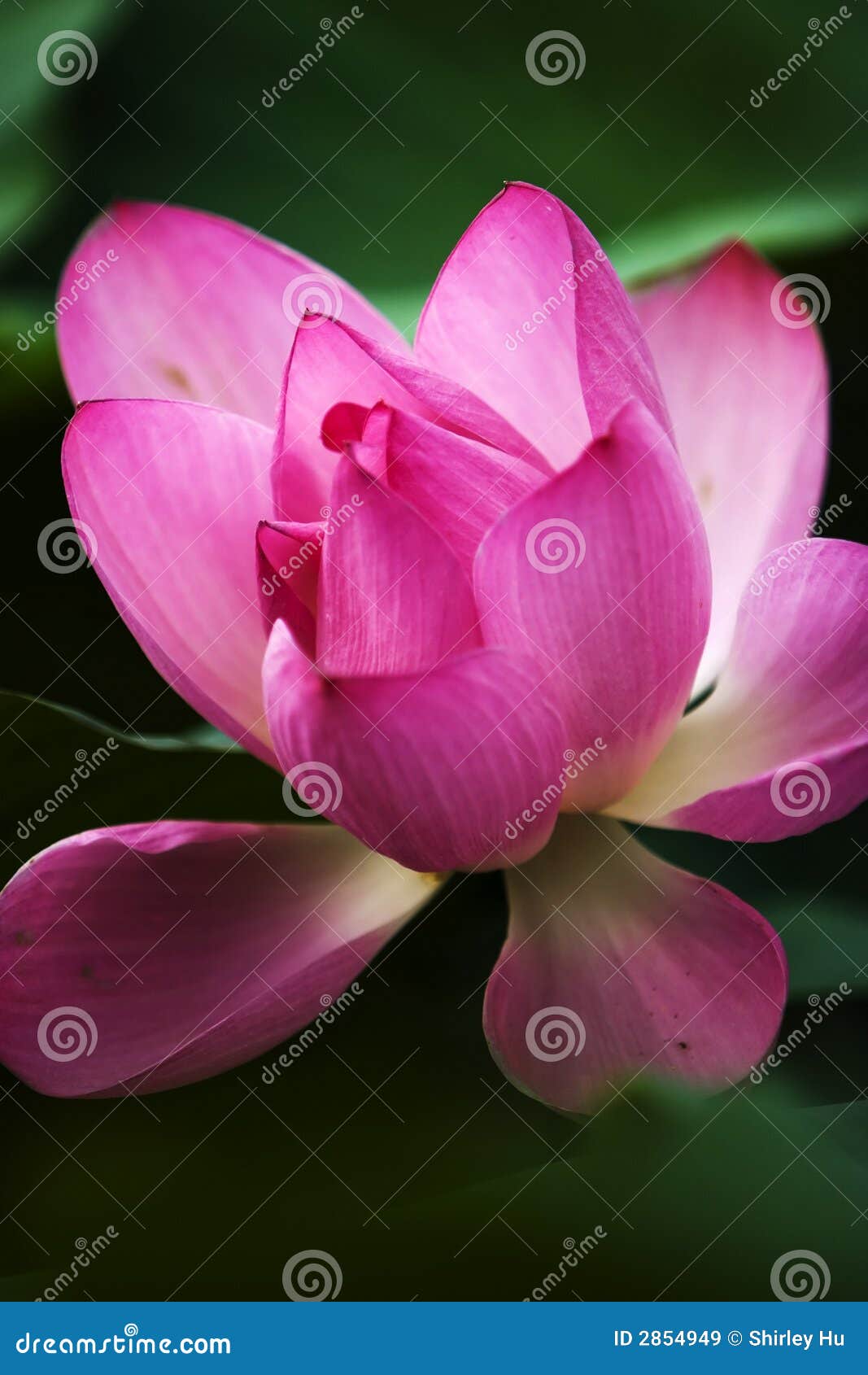 Lotus stock image. Image of green, asia, east, growth - 2854949