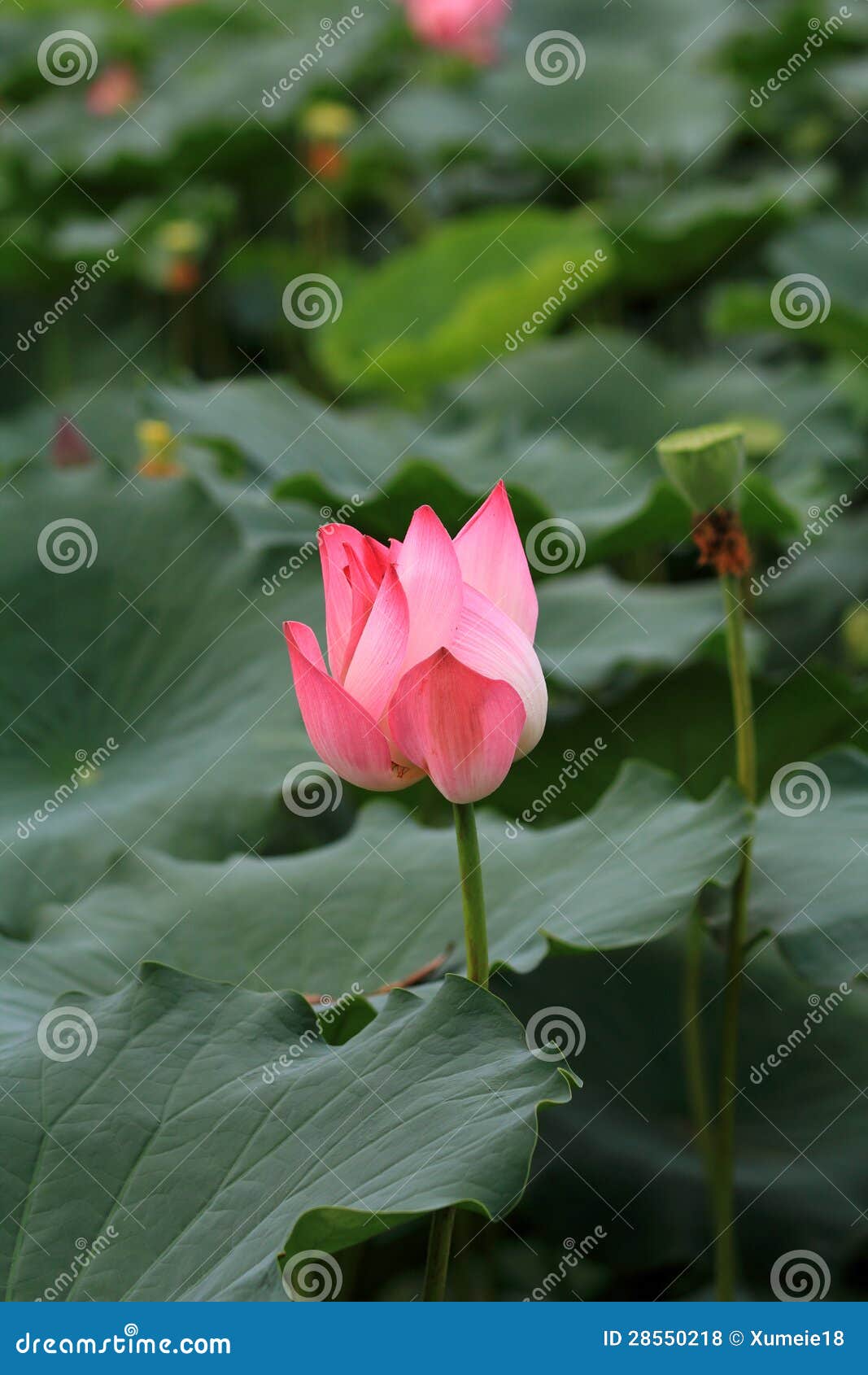 Lotus stock photo. Image of lily, smell, asia, fragrant - 28550218