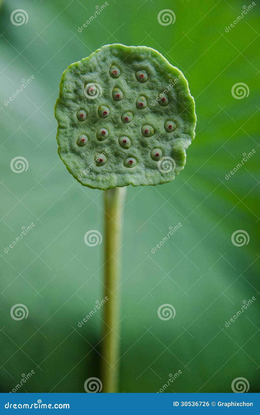Lotus photo stock. Image du asie, rouge, normal, légume - 30536726