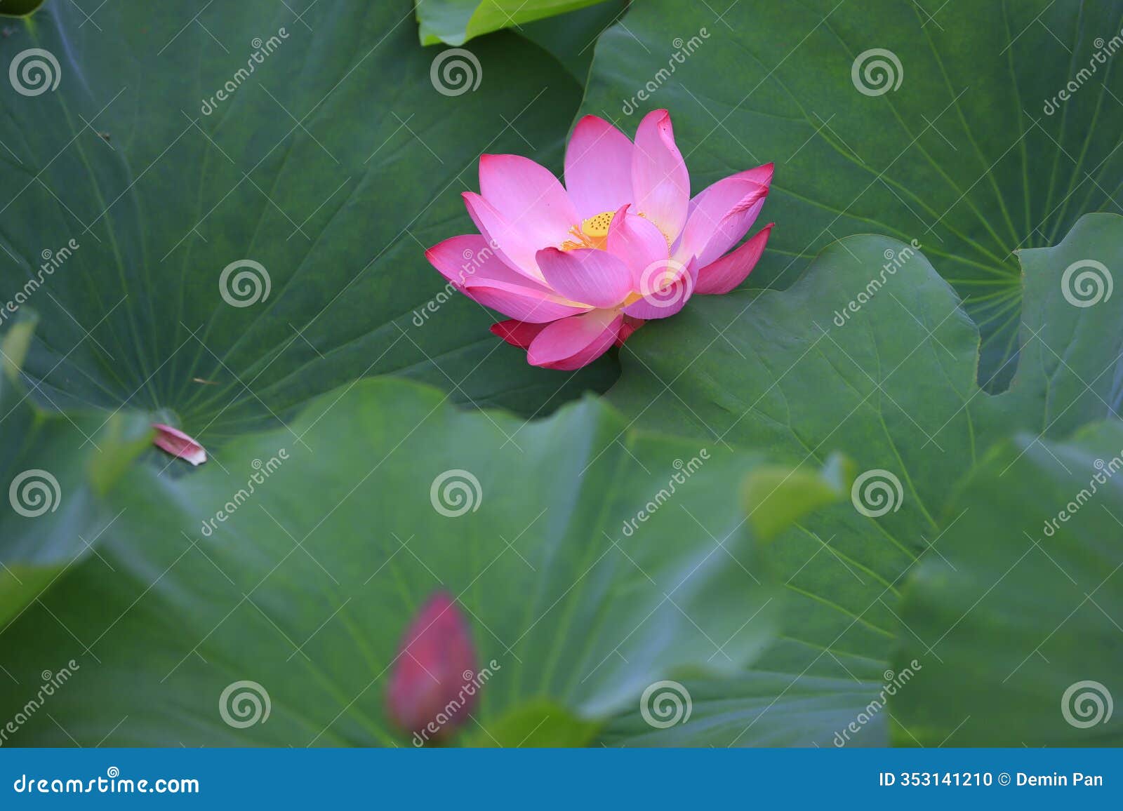 Royalty Free Images, Cartoons, Illustrations And Photos Designed By ...