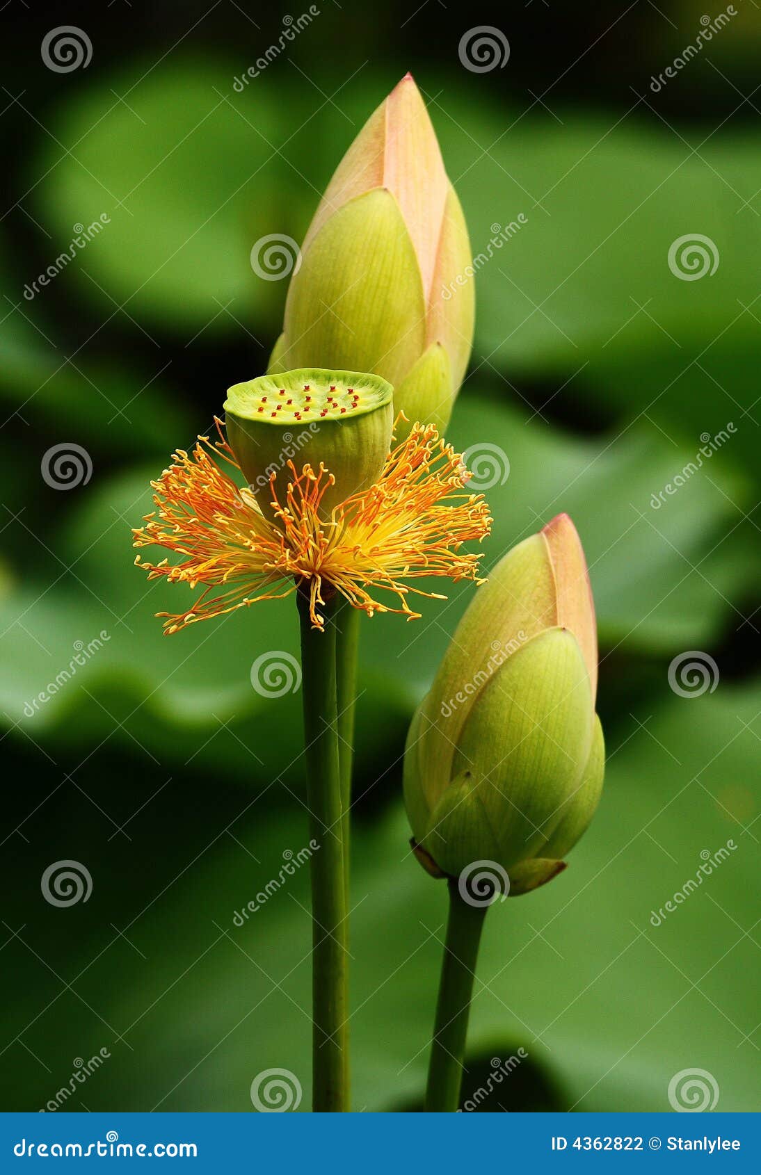 Lotus stock photo. Image of winter, green, seedpod, leaf - 4362822