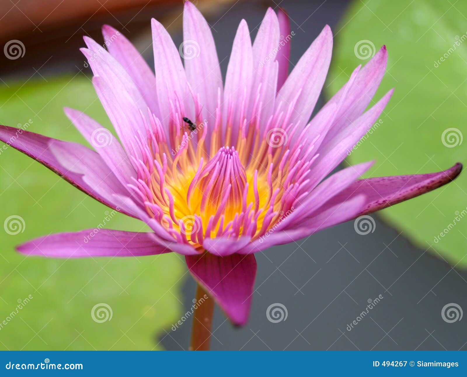 Lotus stock image. Image of peaceful, beauty, peace, lotus - 494267