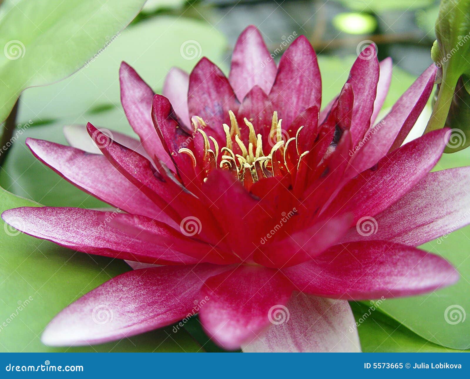 Lotus stock image. Image of flower, beauty, lotus, wonderful - 5573665