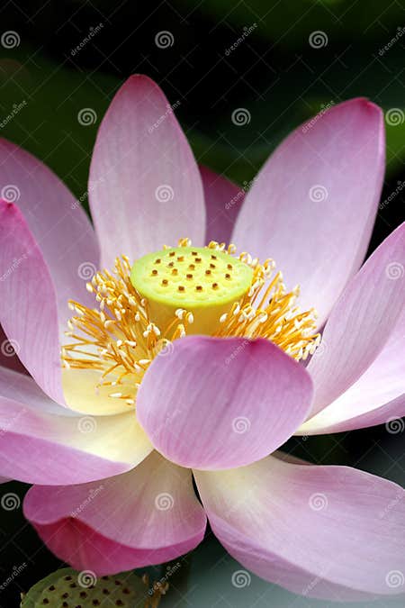 Lotus stock image. Image of flora, gardens, aquatic, floral - 5593853