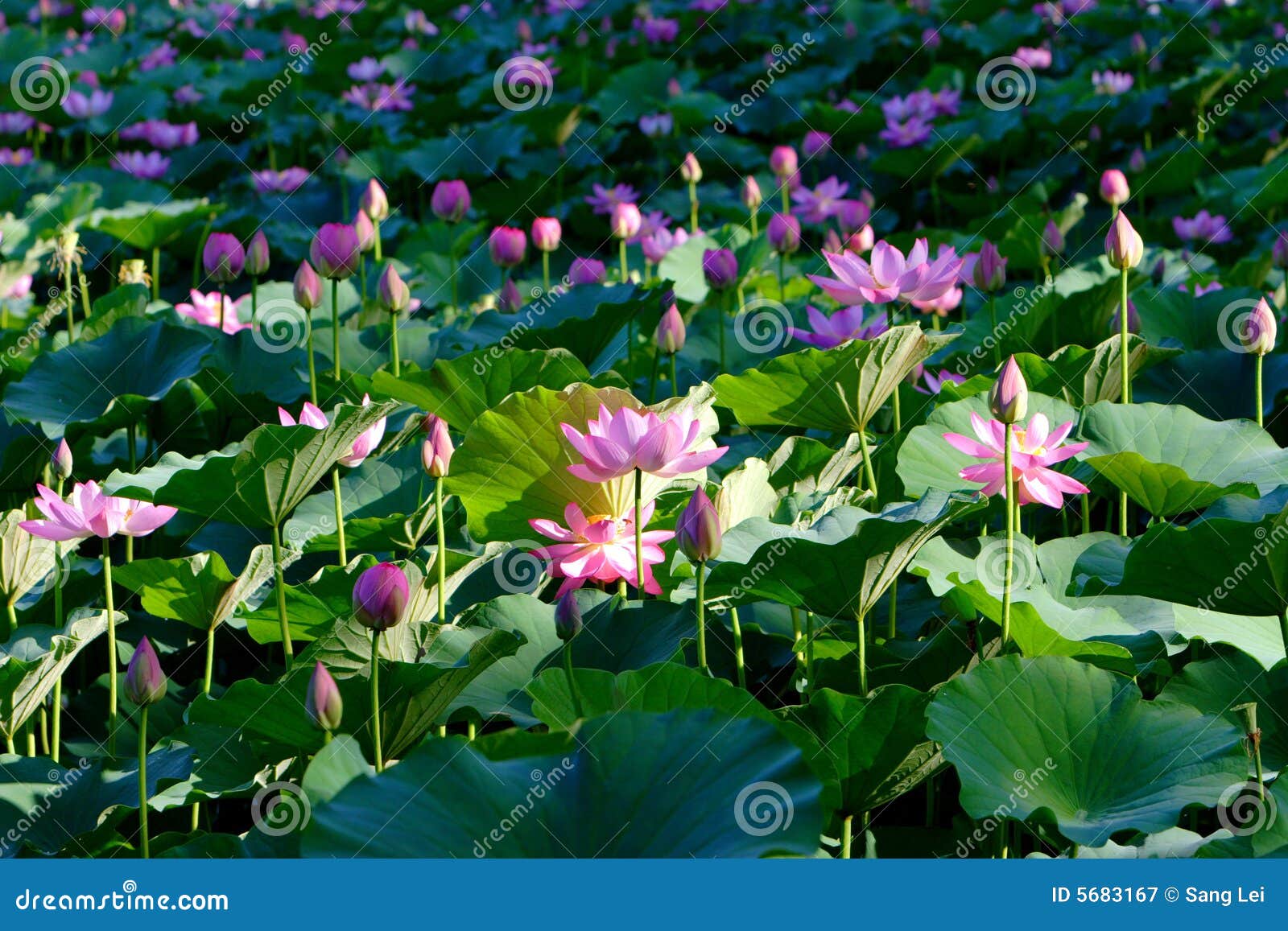 Lotus stock image. Image of backgrounds, garden, leaf - 5683167