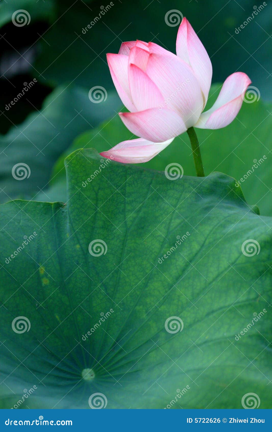 Lotus stock photo. Image of flora, flat, freshness, exoticism - 5722626