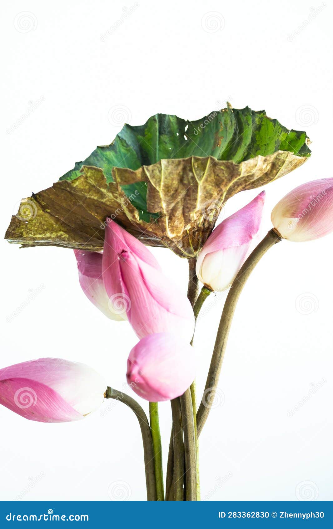 Lotus Aesthetic. Flowery Poster Stock Photo - Image of conceptual ...
