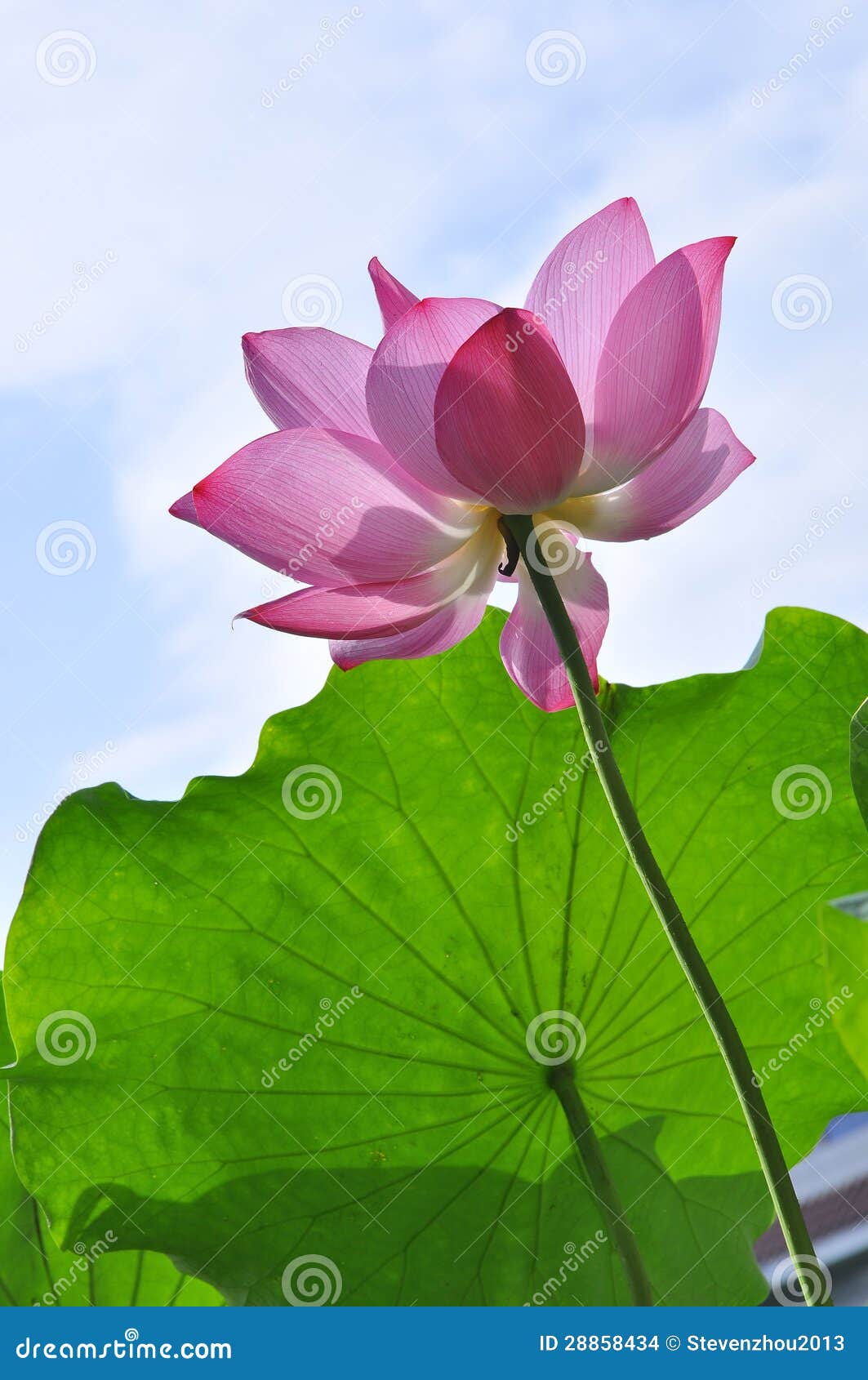 Lotus in asia stock photo. Image of asia, pink, plant - 28858434