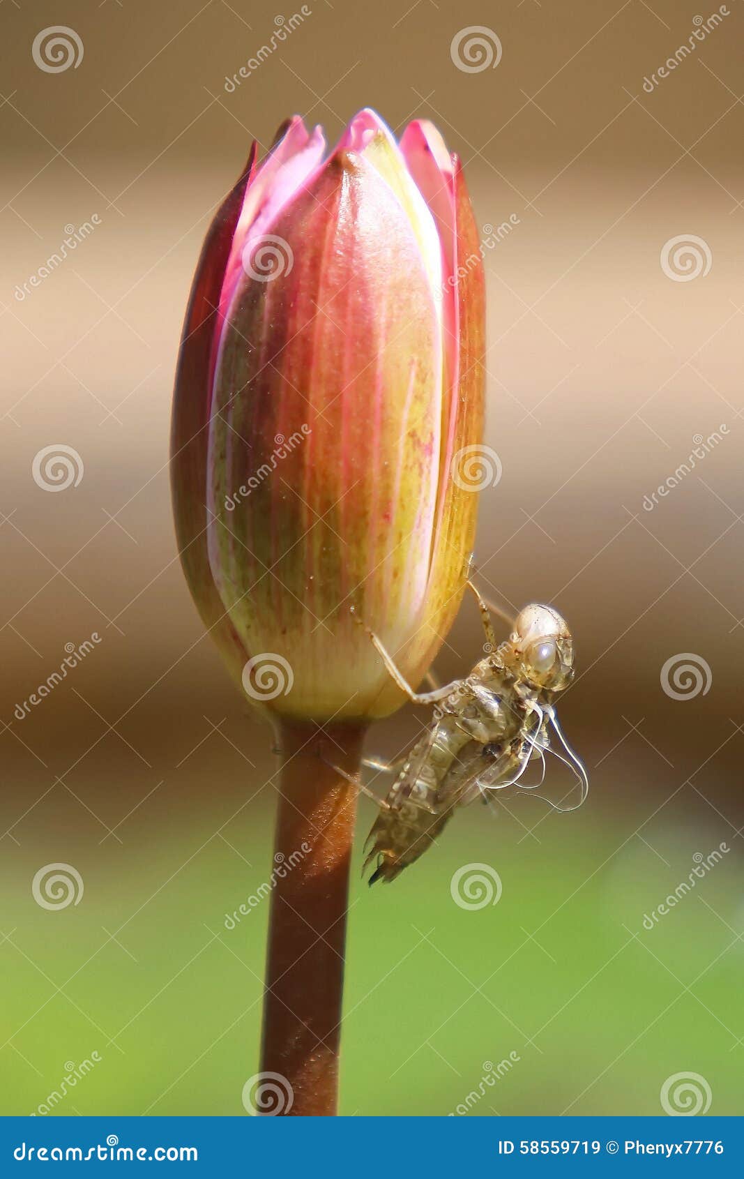 Lotus avec l'insecte image stock. Image du floral, aquatique - 58559719