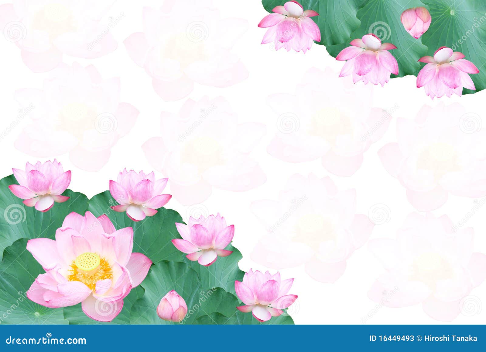 Lotus Background Stock Photos - Image: 16449493