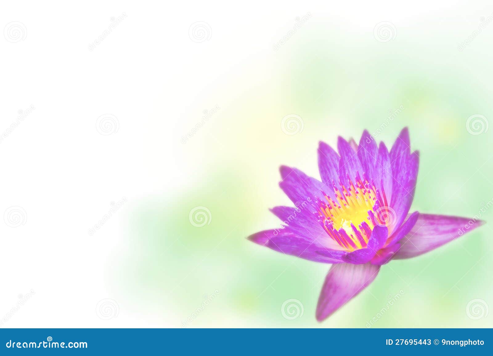 Lotus background stock image. Image of good, close, decorative - 27695443