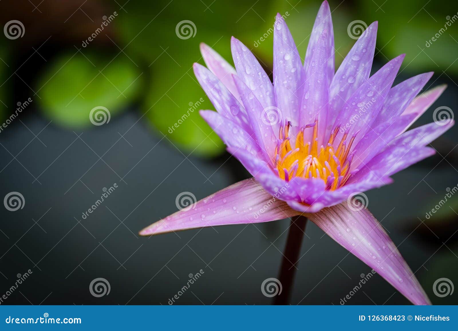 Lotus in the basin stock image. Image of natural, lotus - 126368423