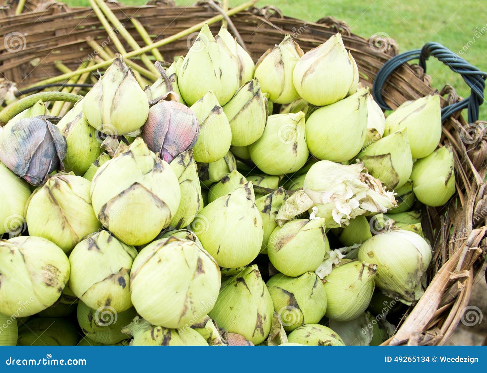 Lotus in basket work stock photo. Image of blooming, elegance - 49265134