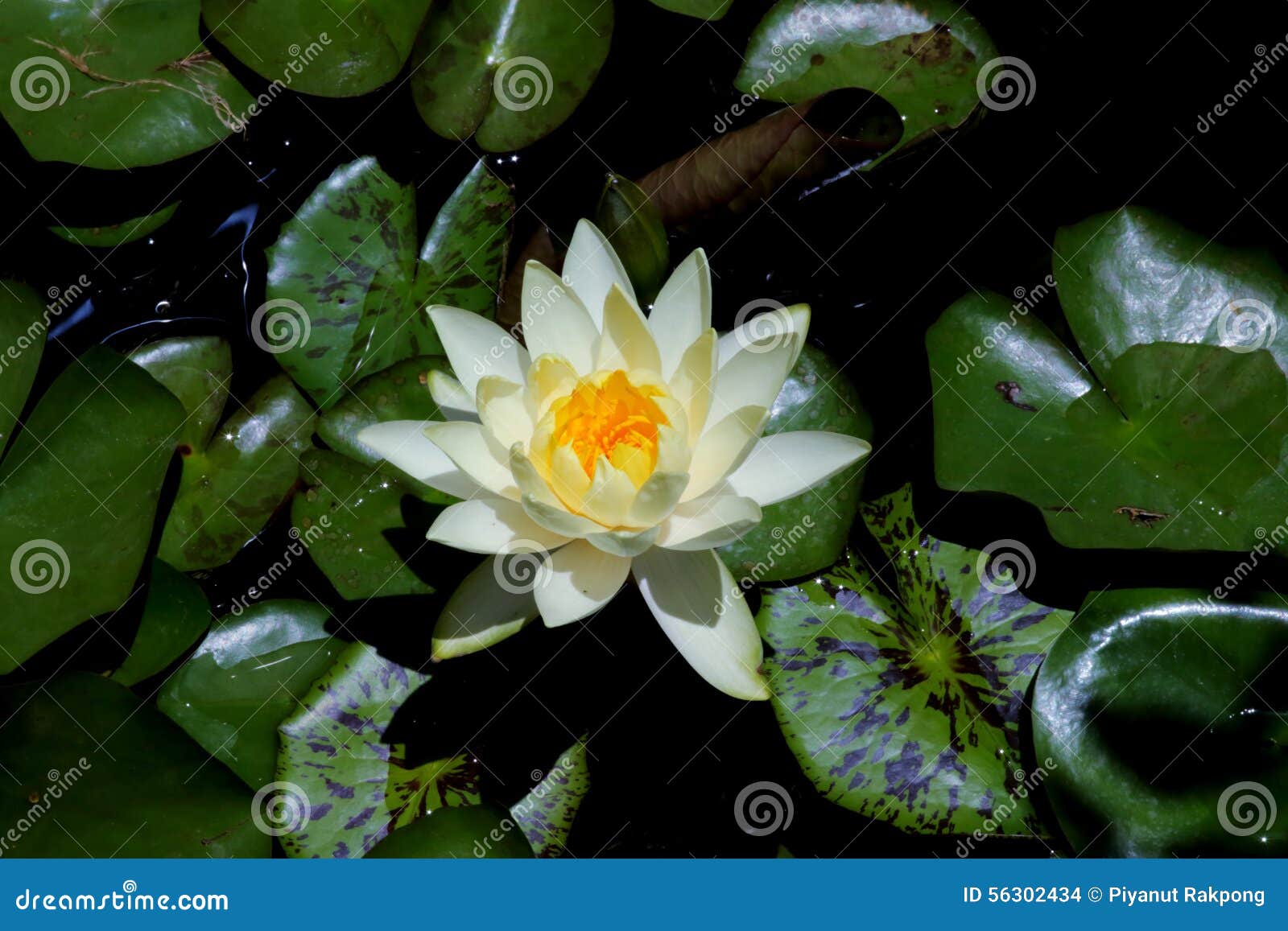 Lotus stock photo. Image of plant, nature, flora, today - 56302434