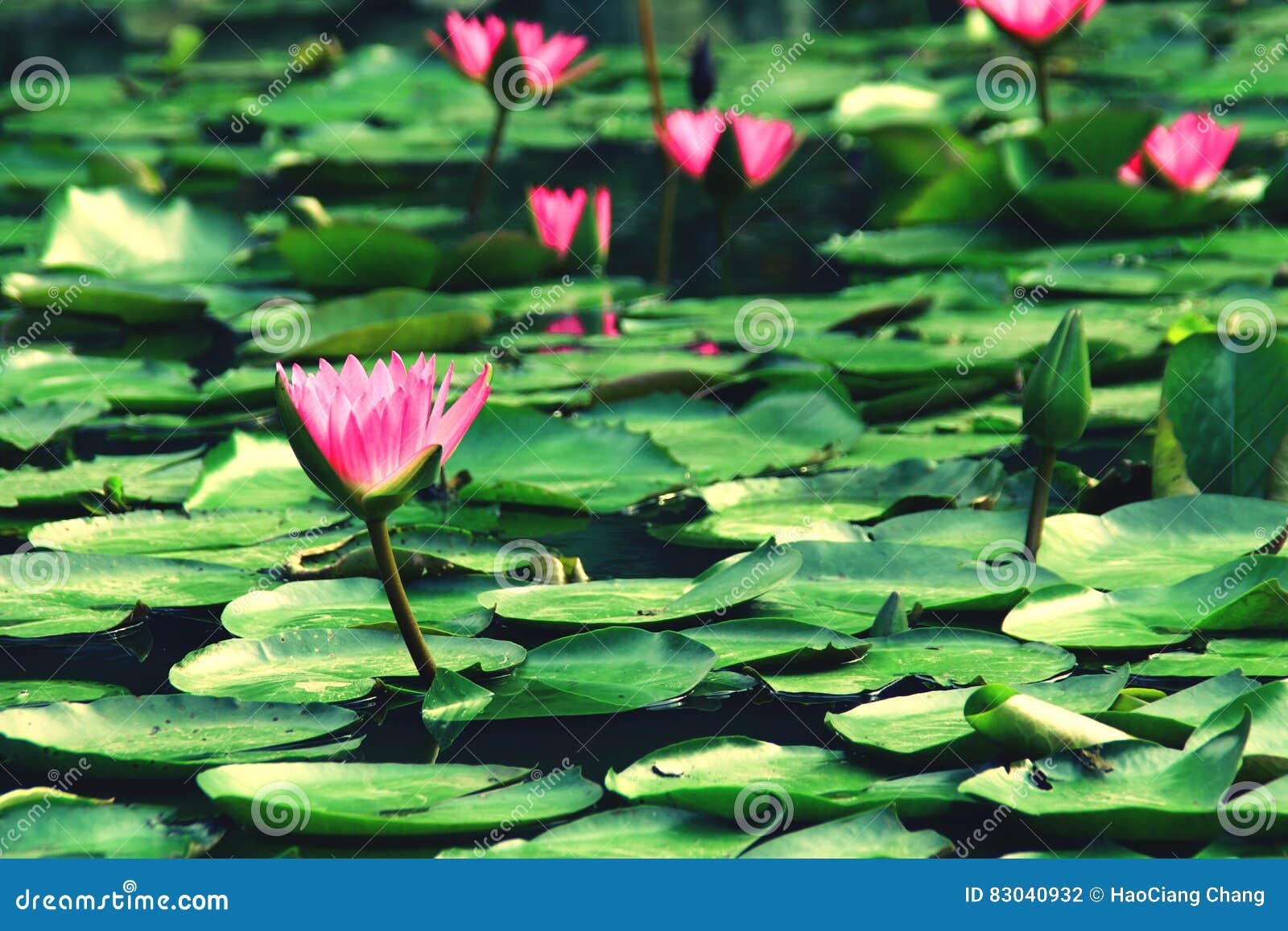 Lotus stock photo. Image of river, plant, pink, lotus - 83040932