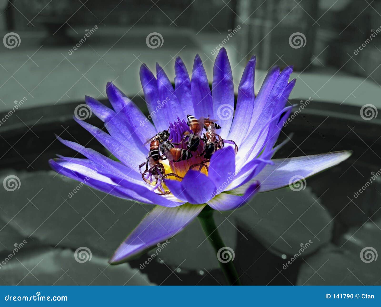 Lotus and bee stock photo. Image of flower, purple, work - 141790