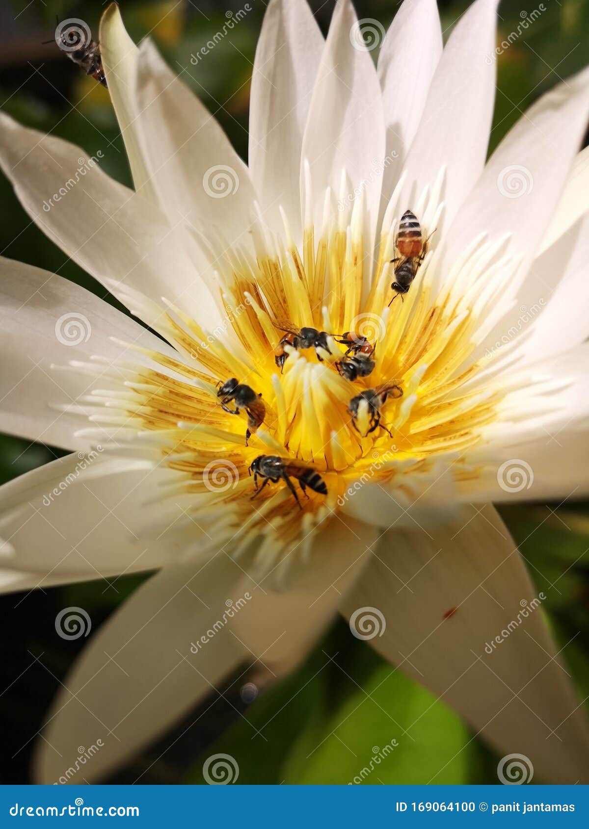 Lotus and bee stock photo. Image of sunshine, nature - 169064100