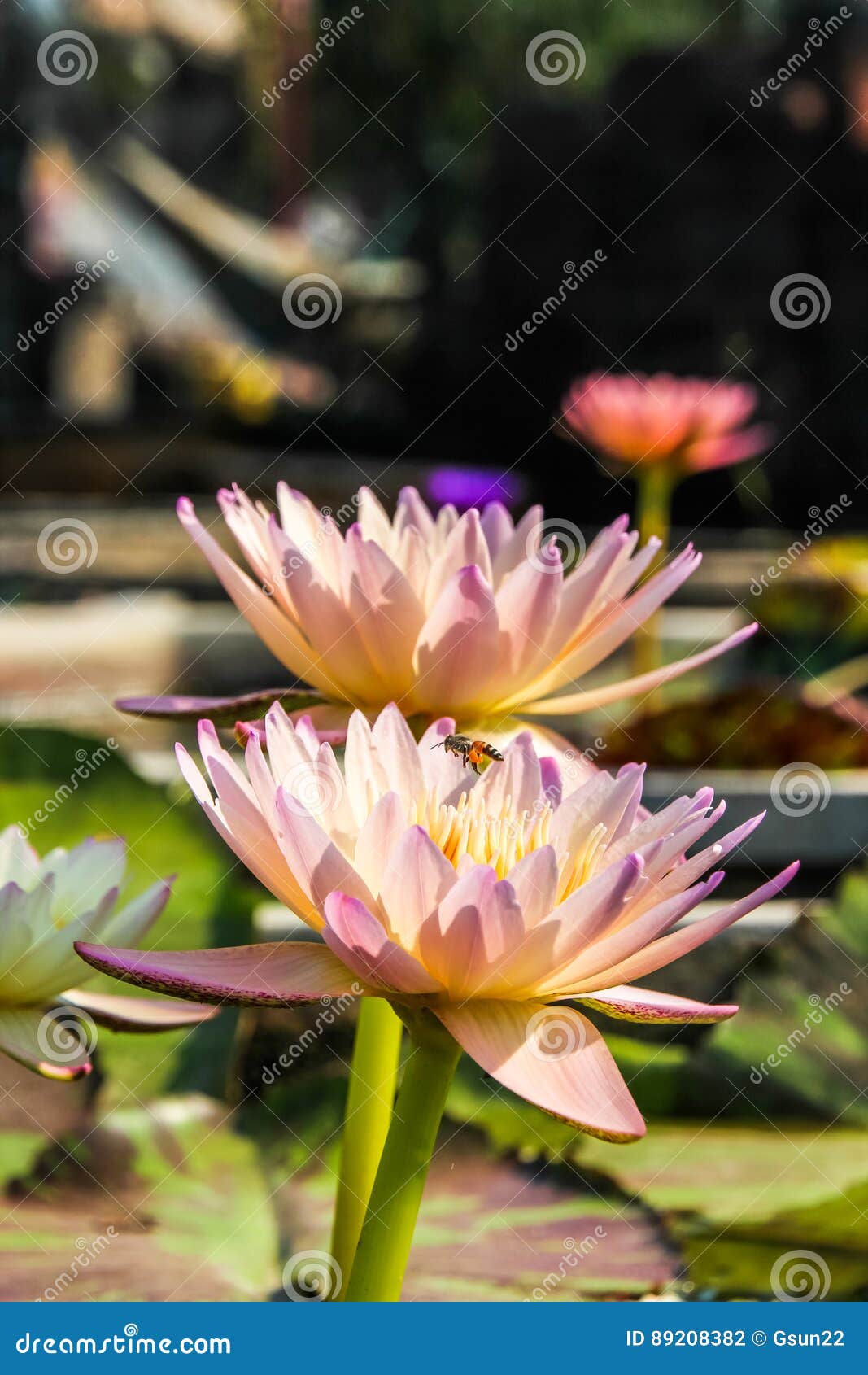 Lotus & bee stock photo. Image of blossom, plants - 89208382