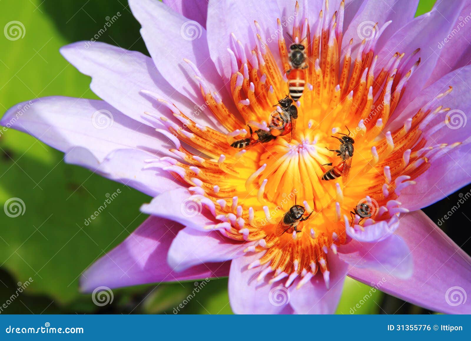 Lotus an bee stock photo. Image of flower, nature, insect - 31355776