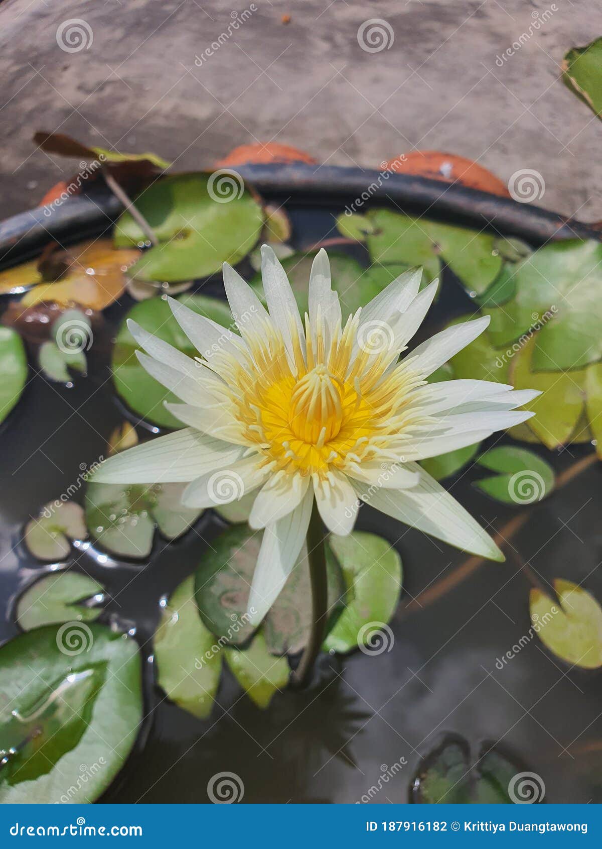 Lotus Bee Flower Beutiful Natural Stock Photo - Image of fresh ...