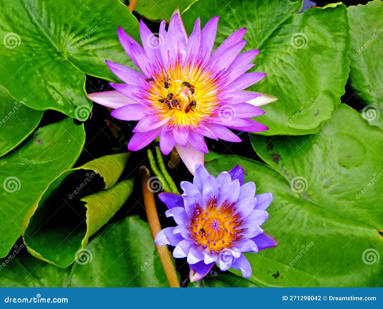 Lotus flowers and bee stock photo. Image of wildflower - 271298042