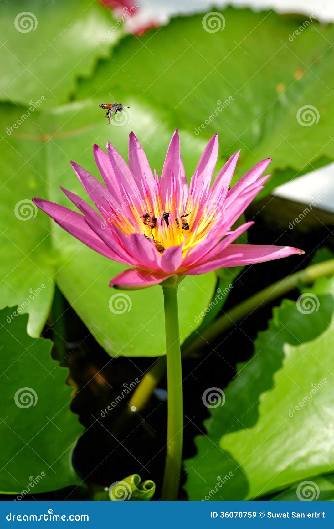 Lotus and bee stock image. Image of lotus, blossom, leaf - 36070759