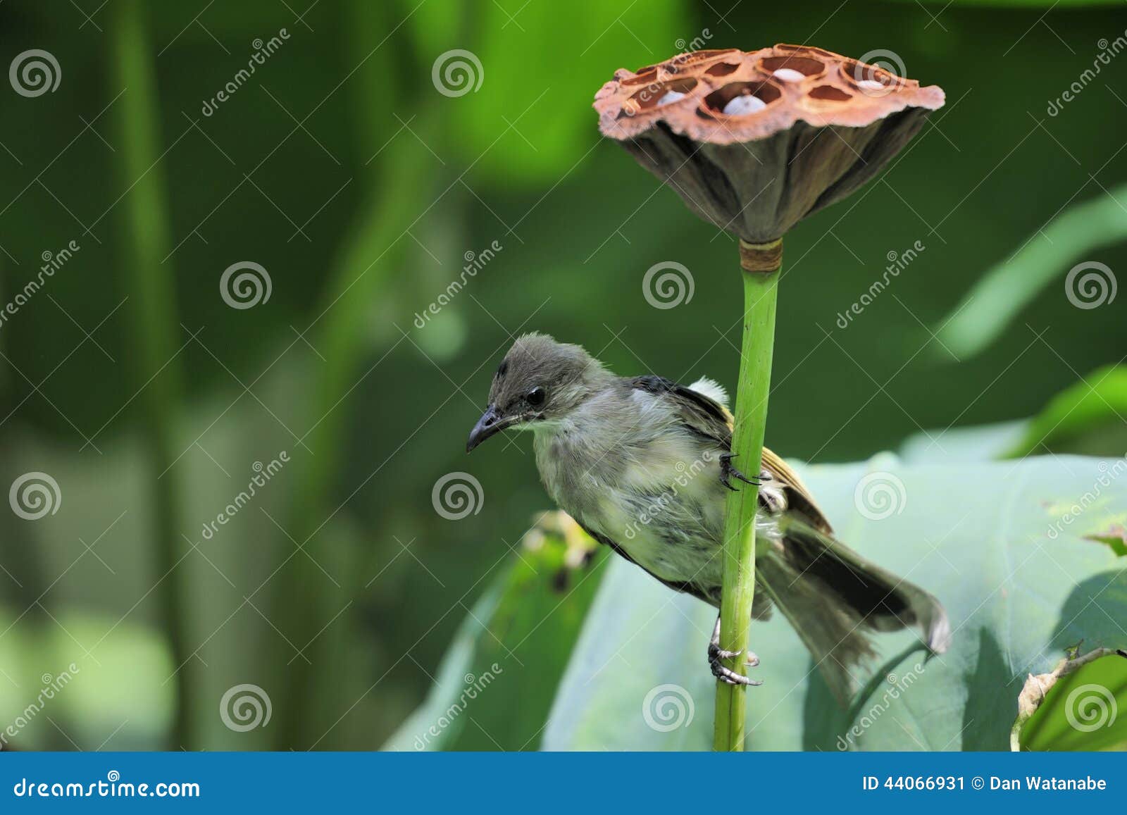 Lotus and bird stock image. Image of green, animal, travel - 44066931