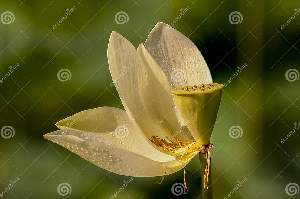 Lotus Bloom stock photo. Image of detail, gardening, buddhism - 27411196