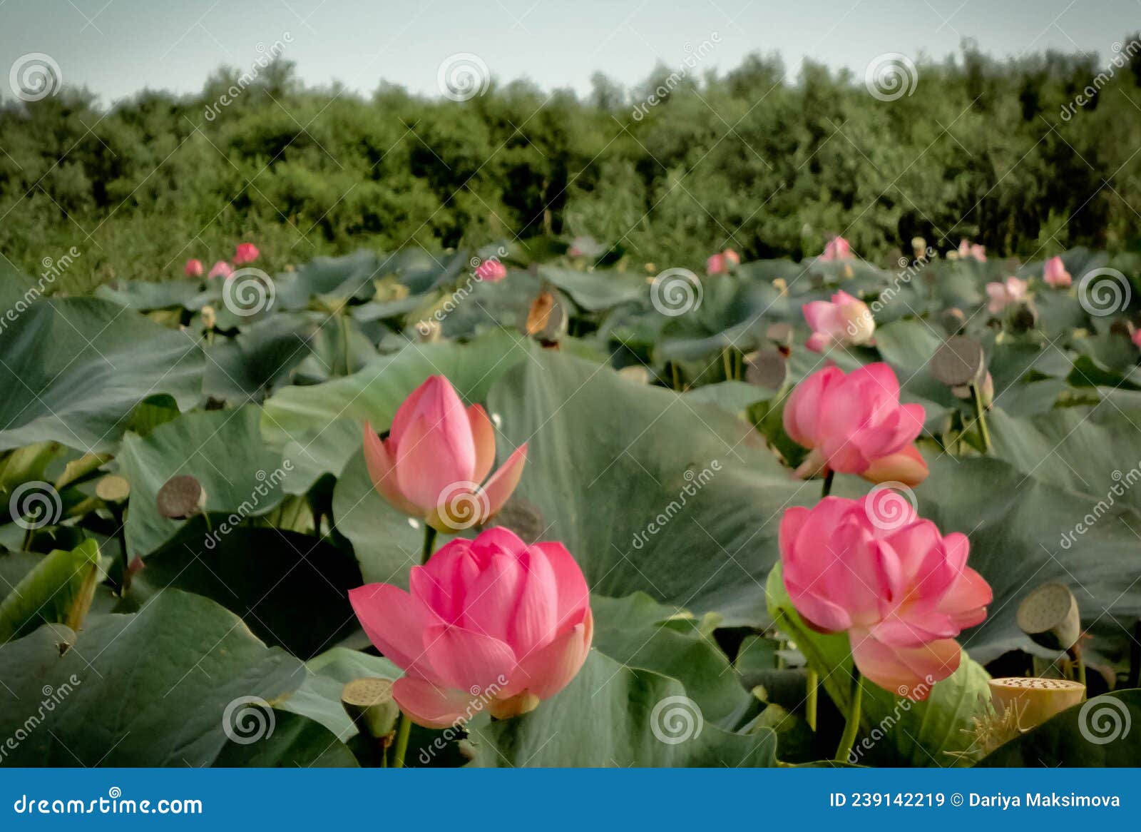 Lotus Bloom in Delta of Volga River, Russia Stock Image - Image of ...