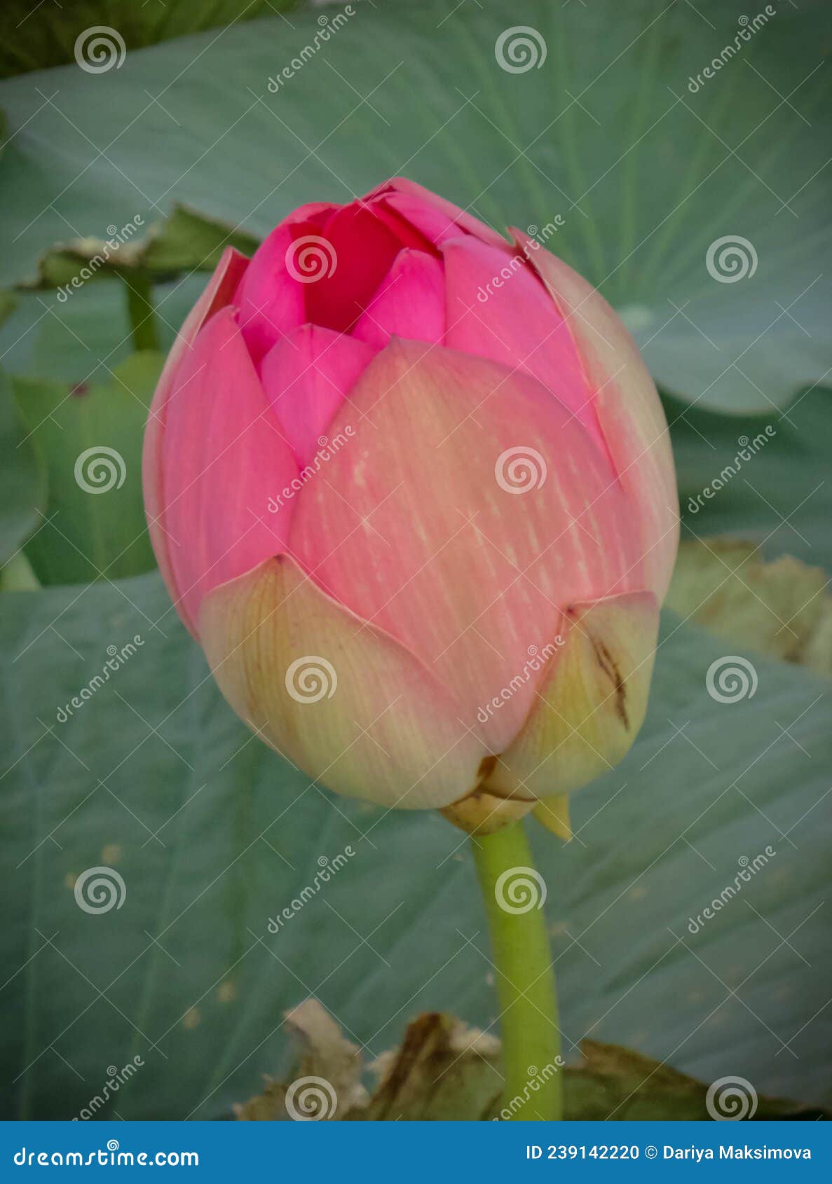 Lotus Bloom in Delta of Volga River, Russia Stock Photo - Image of ...