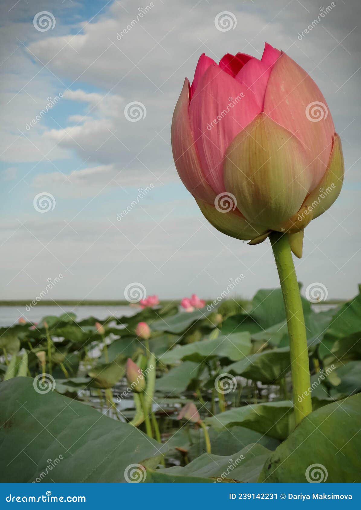 Lotus Bloom in Delta of Volga River, Russia Stock Image - Image of ...