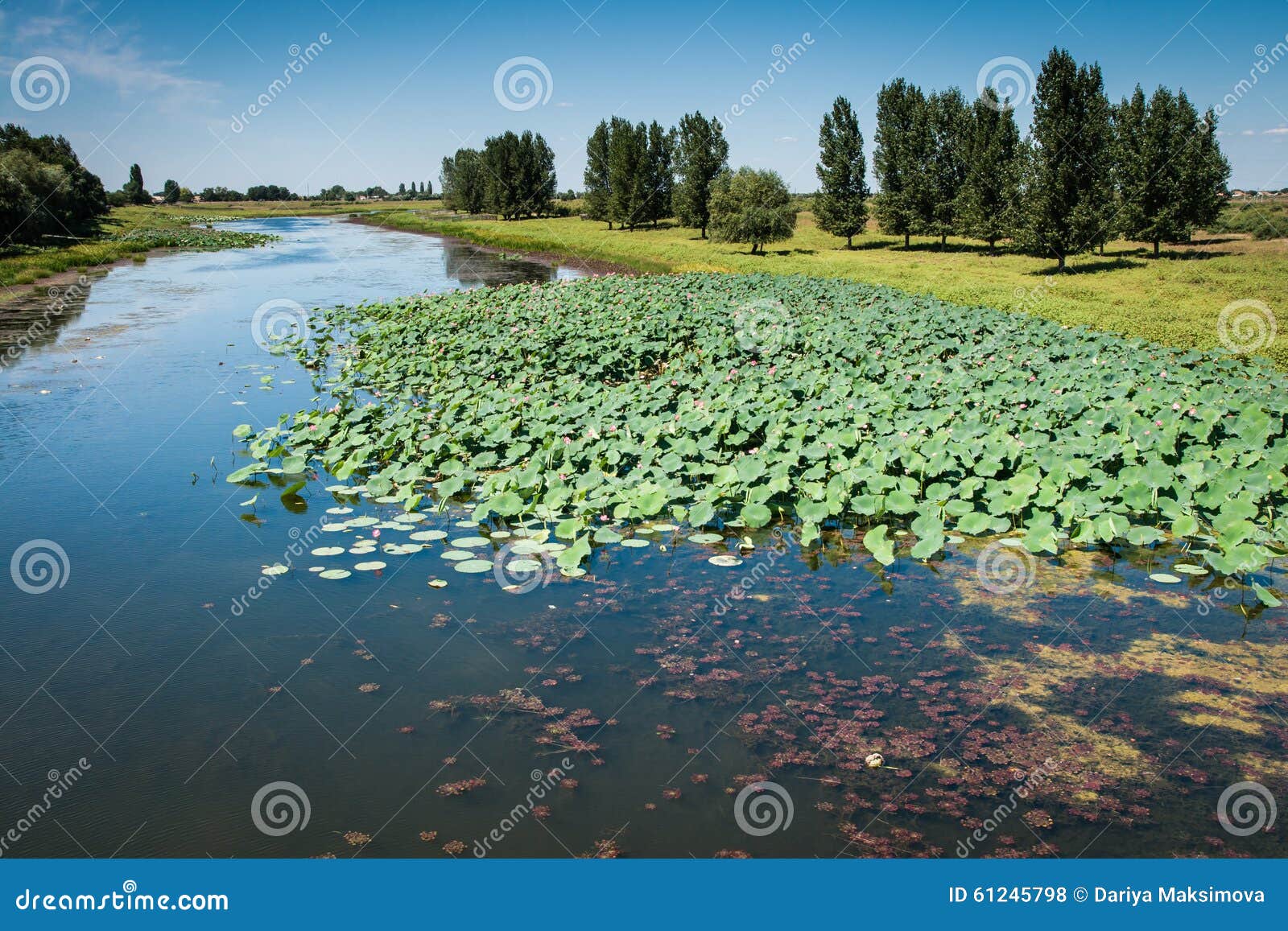 Lotus Bloom in the Delta of the Volga, Russia Stock Photo - Image of ...
