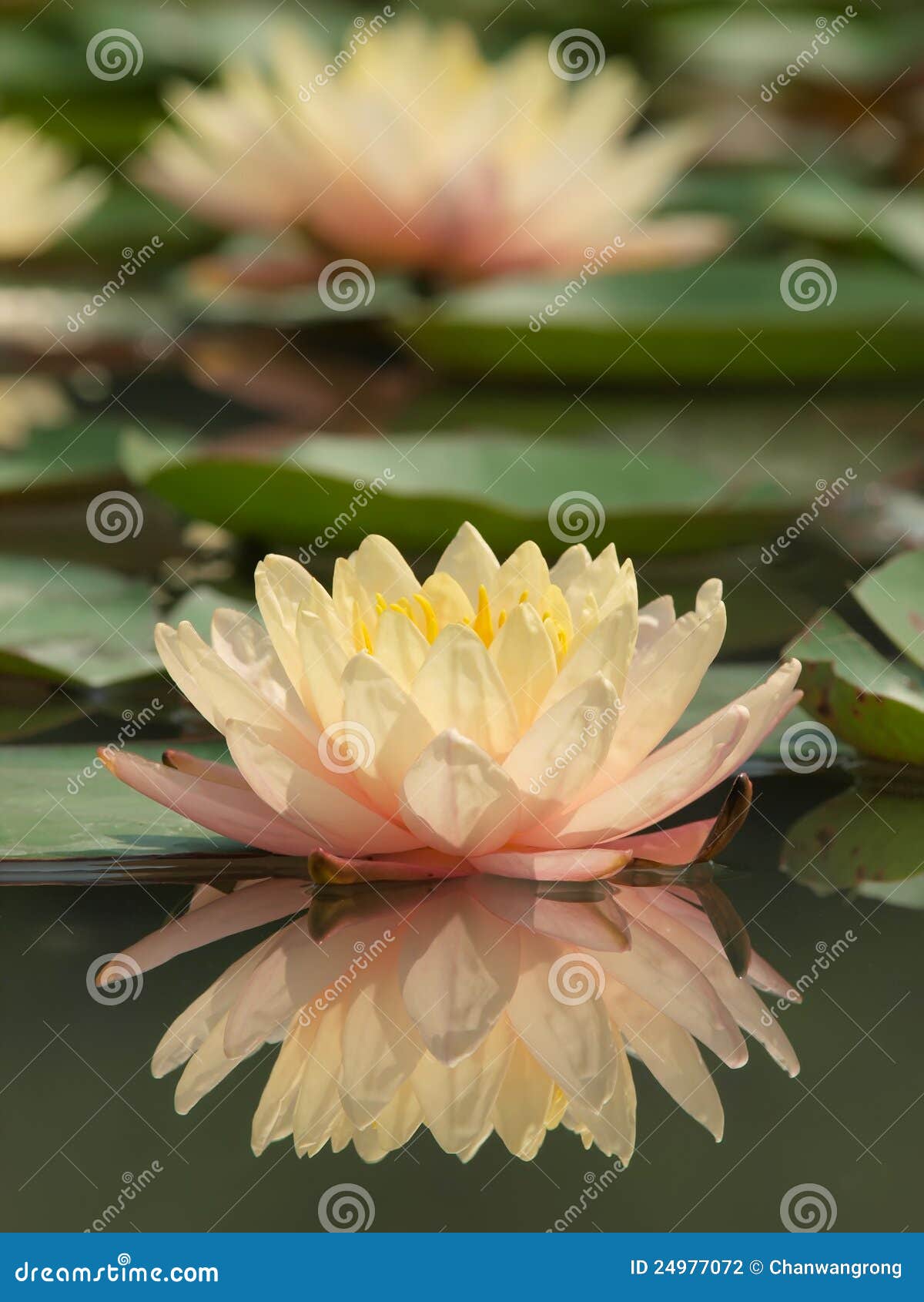 Lotus blooming stock photo. Image of plant, culture, decoration - 24977072