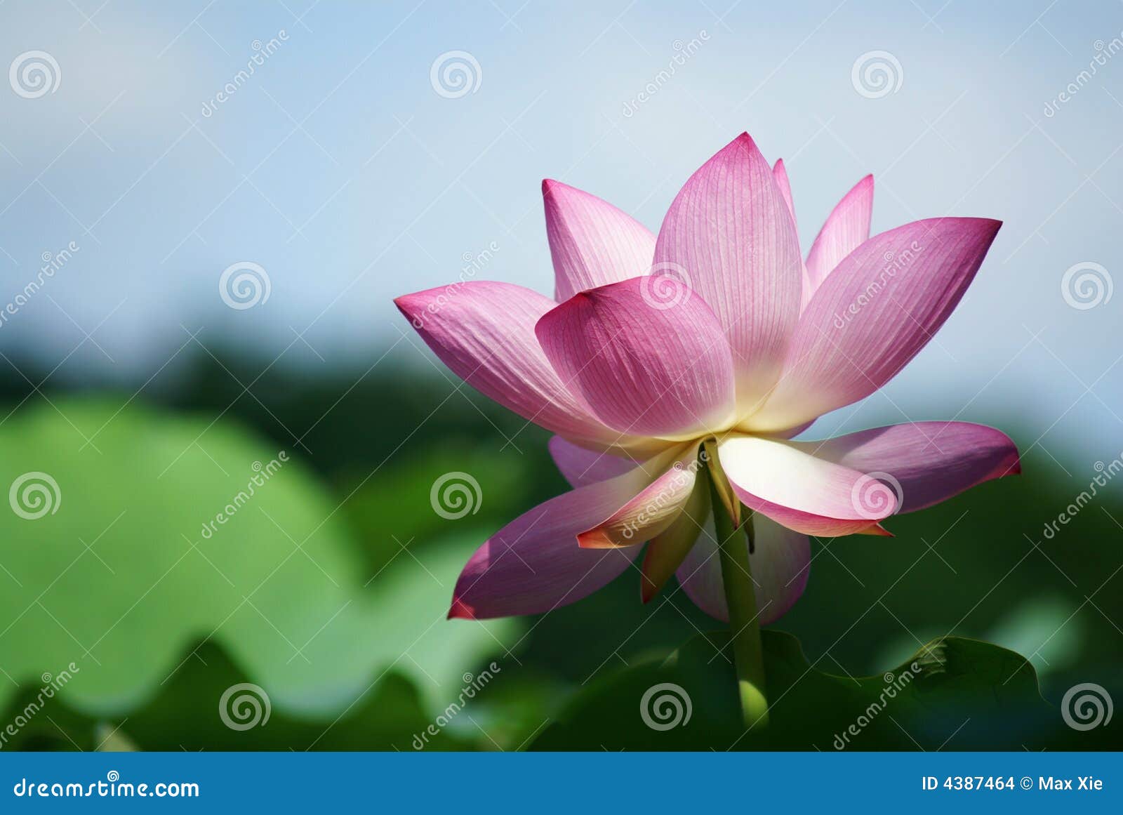 Lotus Blooming to the sky stock photo. Image of lotus - 4387464