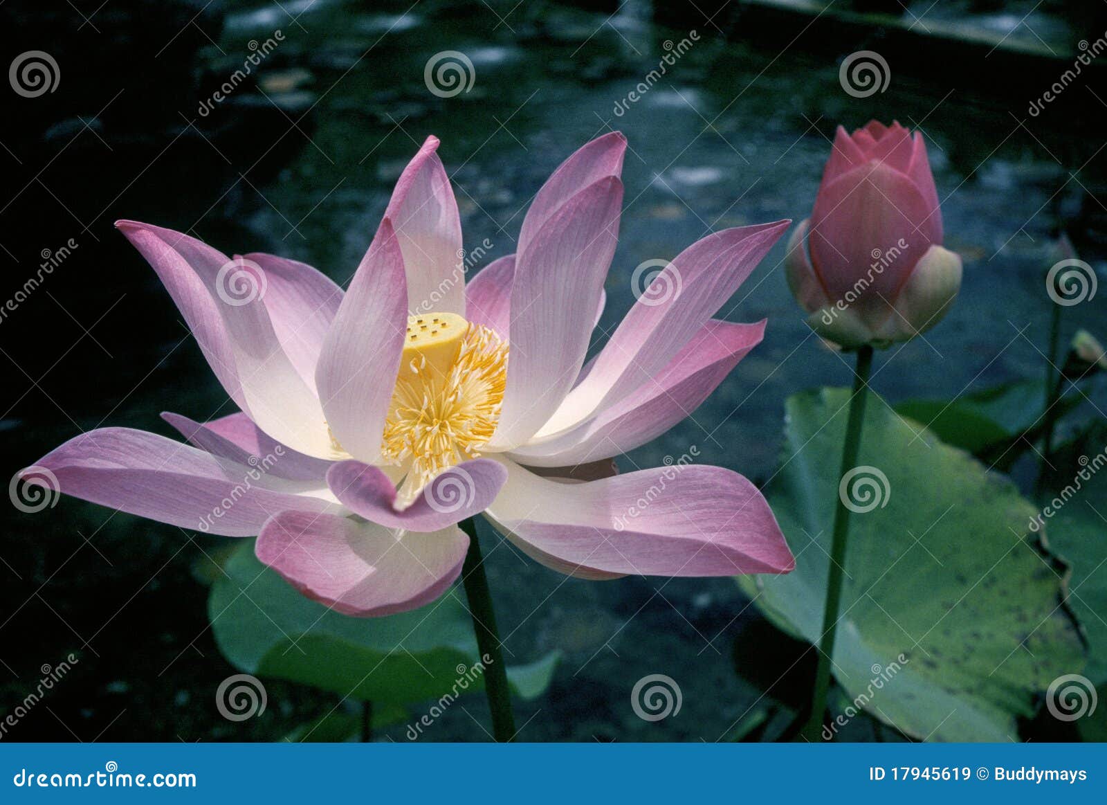 Lotus Blossom In Potable Spring Water At Haeinsa Temple, Mount Gaya ...